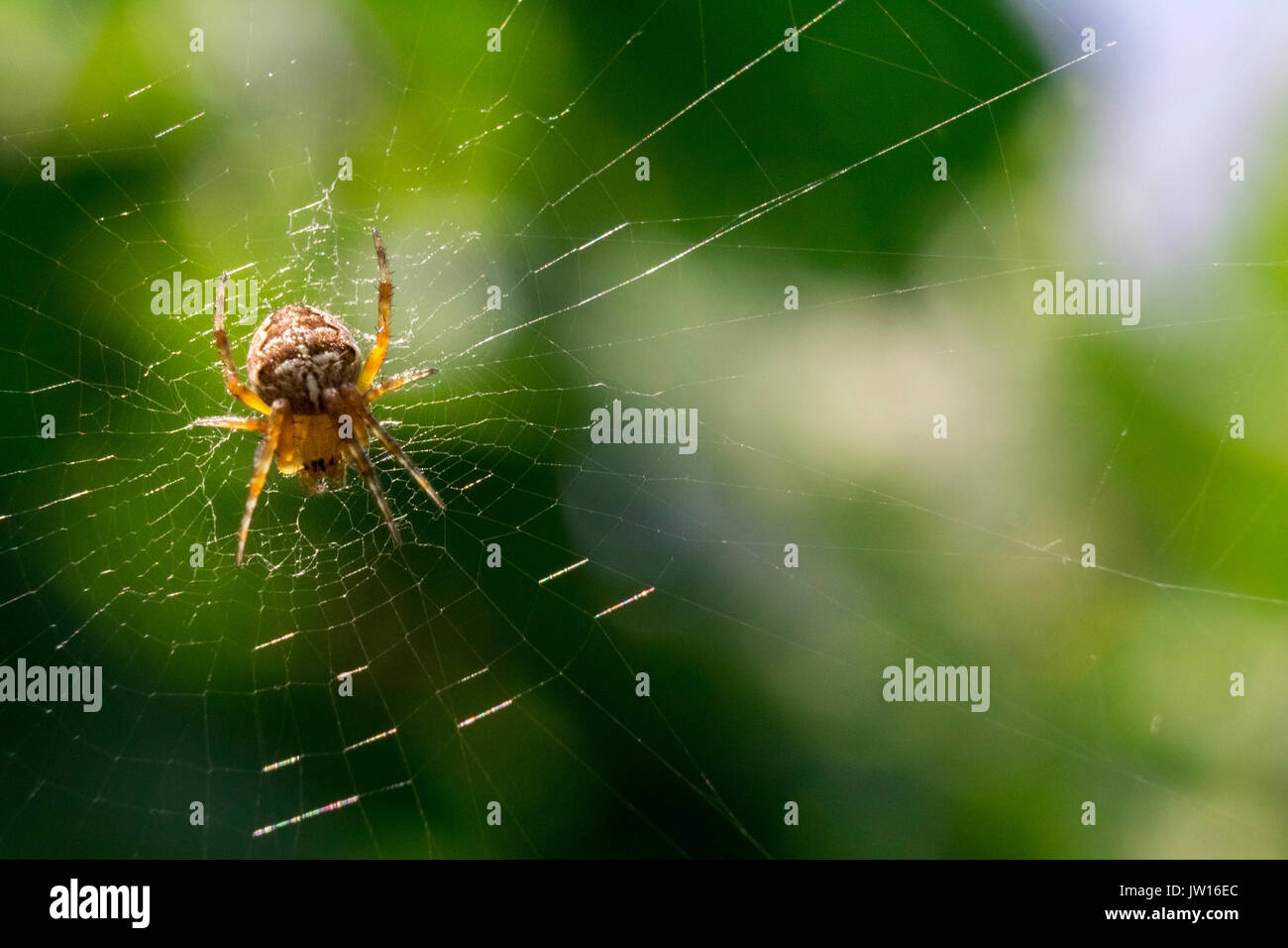Spider and his pray on a green background Stock Photo - Alamy