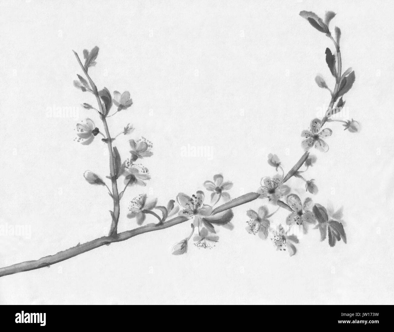 Spring flowering beautiful cherry tree Black and White Stock Photos ...