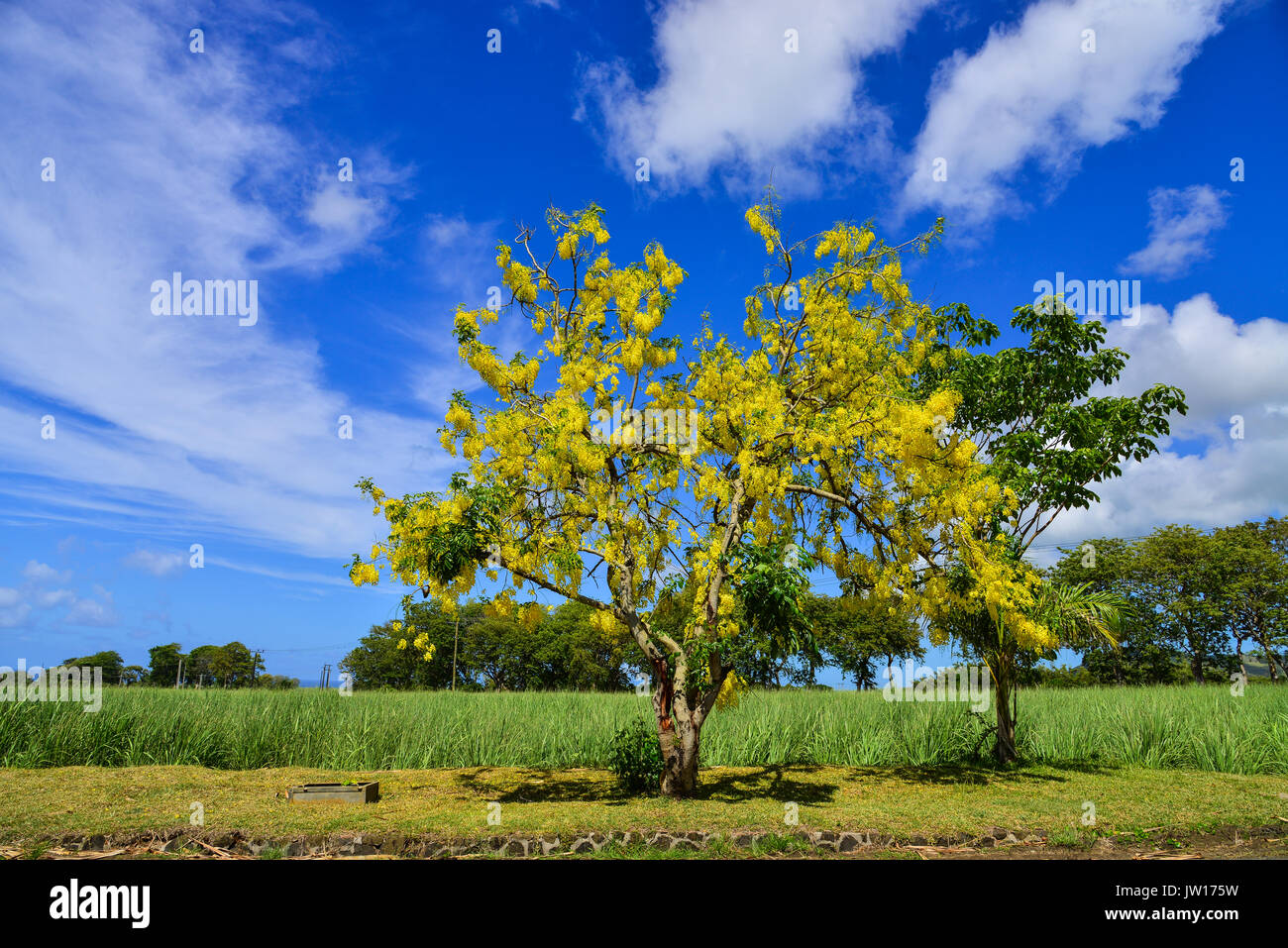 Yellow flower of Golden shower (Cassia fistula) at sunny day in Mauritius Stock Photo - Alamy