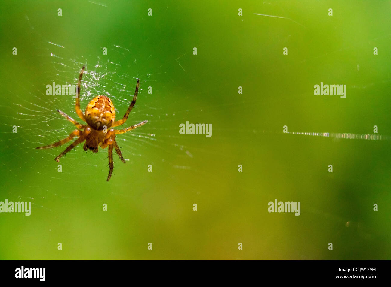 Spider and his pray on a green background Stock Photo - Alamy