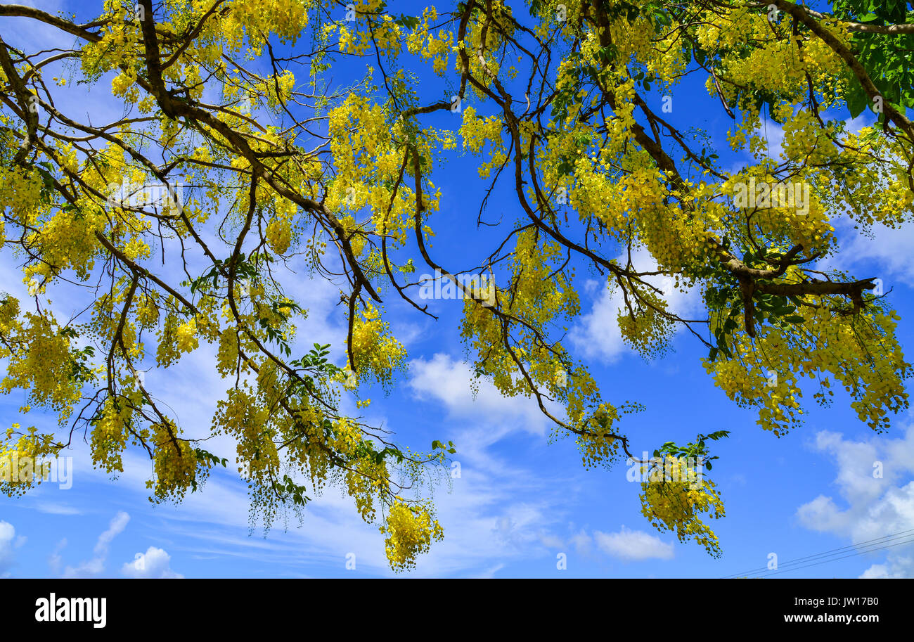 Yellow flower of Golden shower (Cassia fistula) under blue sky in Mauritius Stock Photo - Alamy
