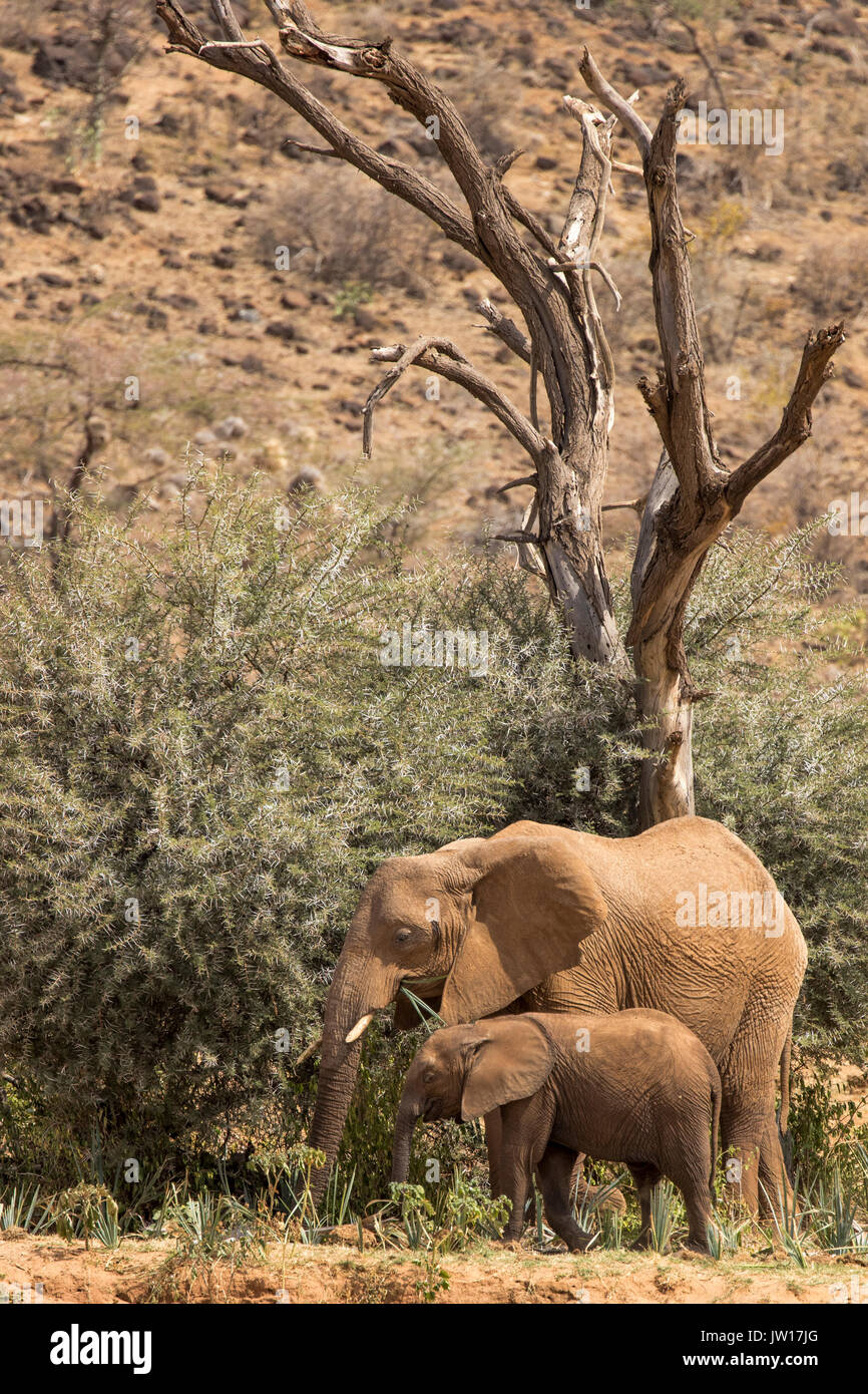 African elephant mother love hi-res stock photography and images - Alamy
