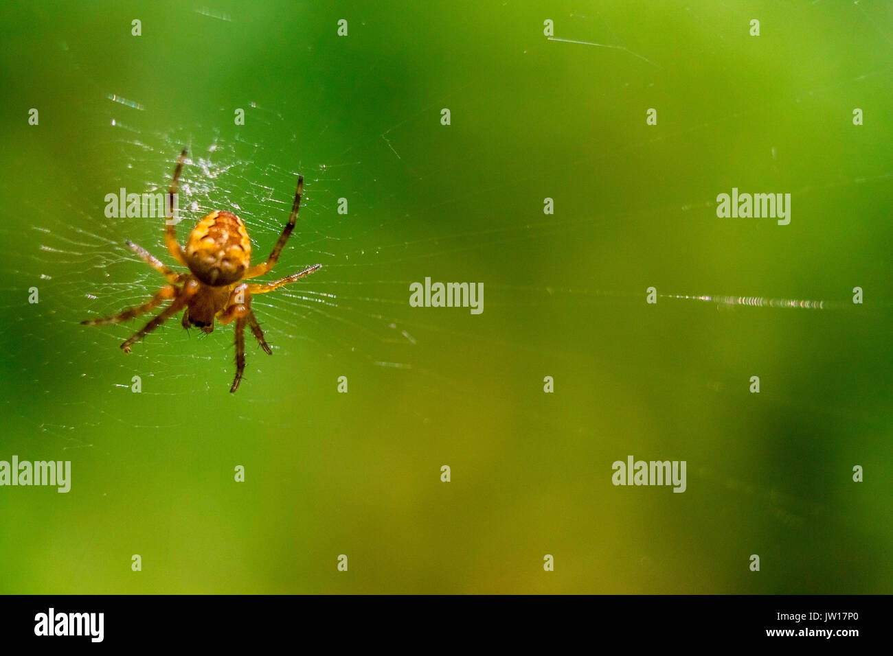 Spider and his pray on a green background Stock Photo - Alamy