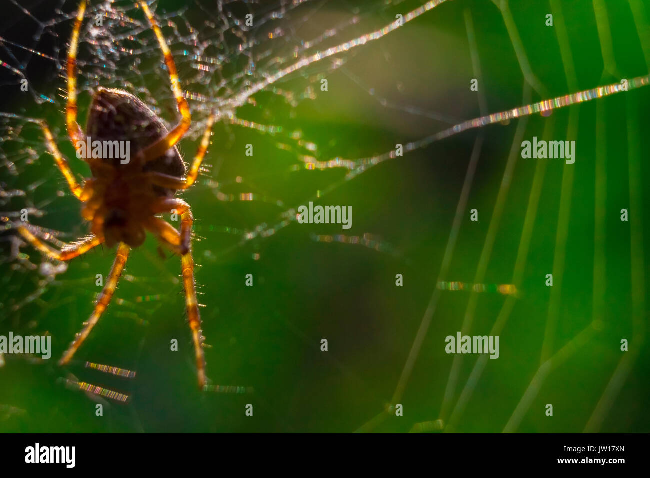 Spider and his pray on a green background Stock Photo - Alamy