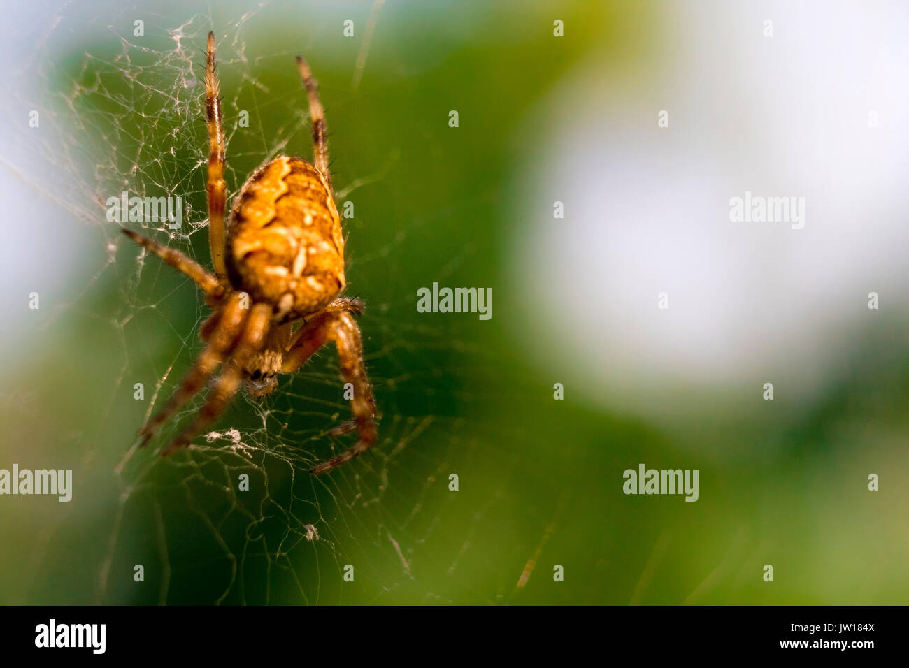 Spider and his pray on a green background Stock Photo - Alamy