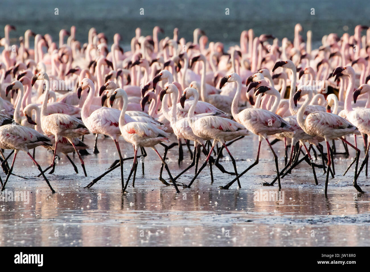 Lesser Flamingos (Phoeniconaias minor) resting and flying at Lake ...