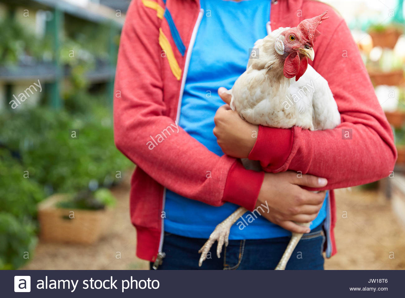 Chicken Child Holding Girl Animal High Resolution Stock Photography and ...