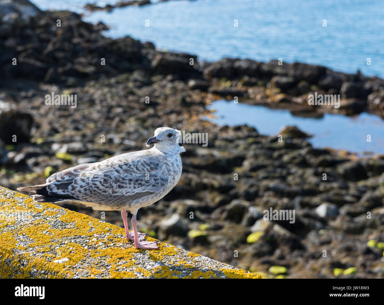 Juvenile seagull hi-res stock photography and images - Alamy
