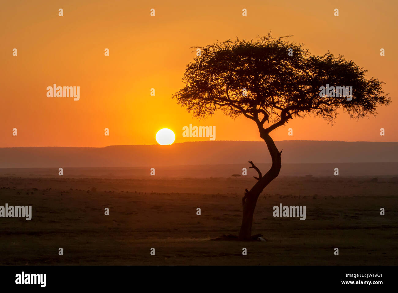 Savanna sunset africa hi-res stock photography and images - Alamy