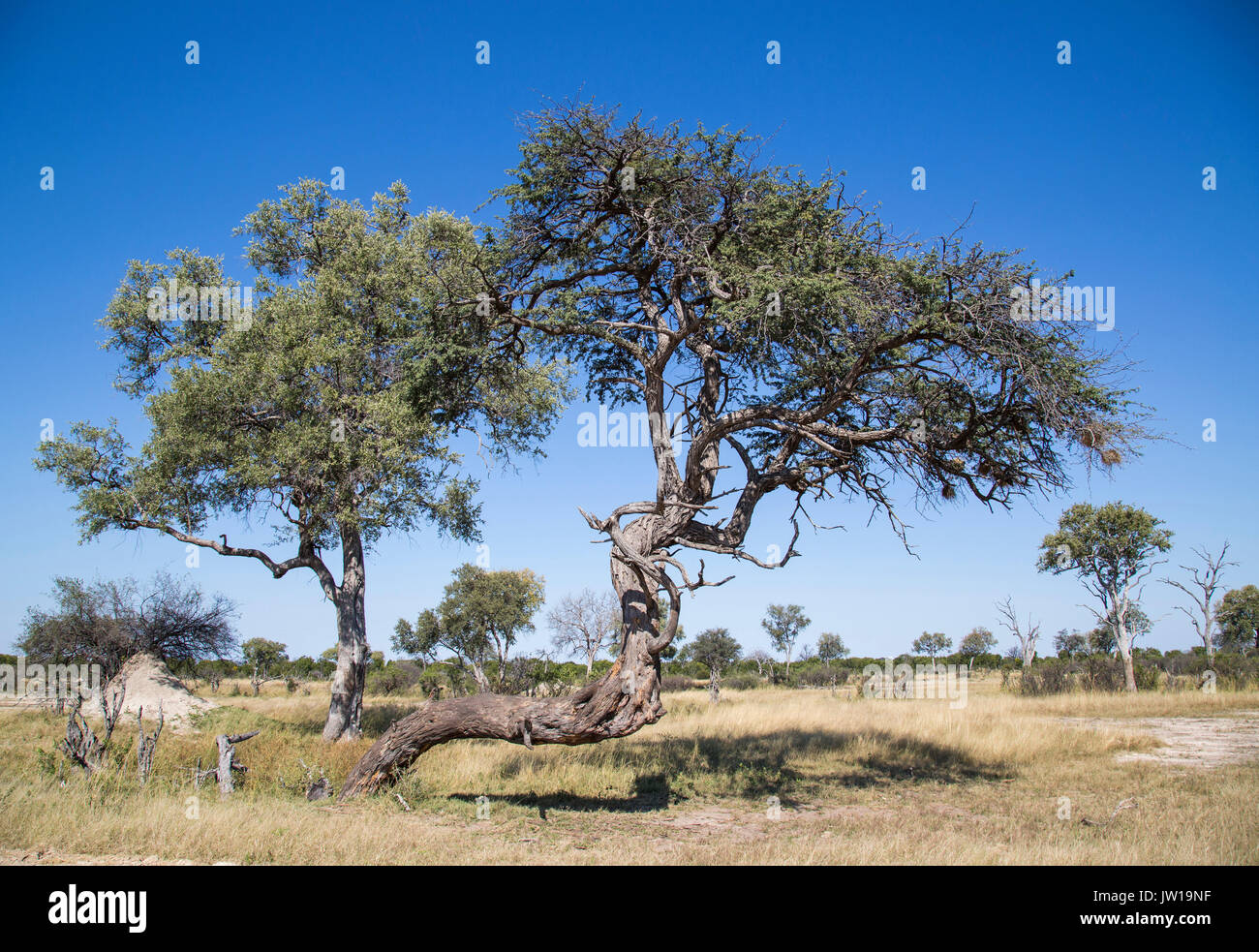 Camelthorn tree (Acacia erioloba) with a peculiar shaped stem in an ...