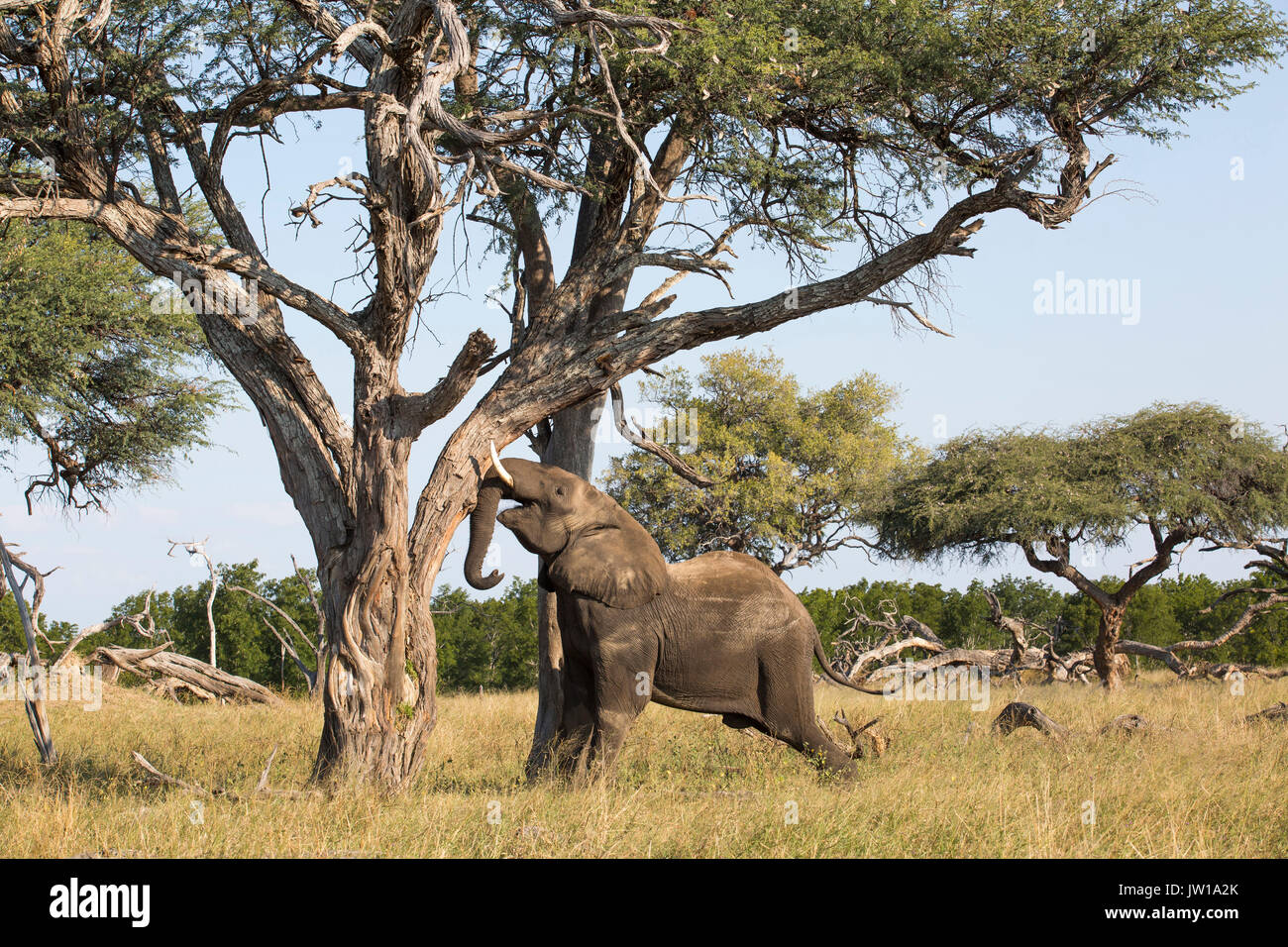 Elephant pushing tree hi-res stock photography and images - Alamy