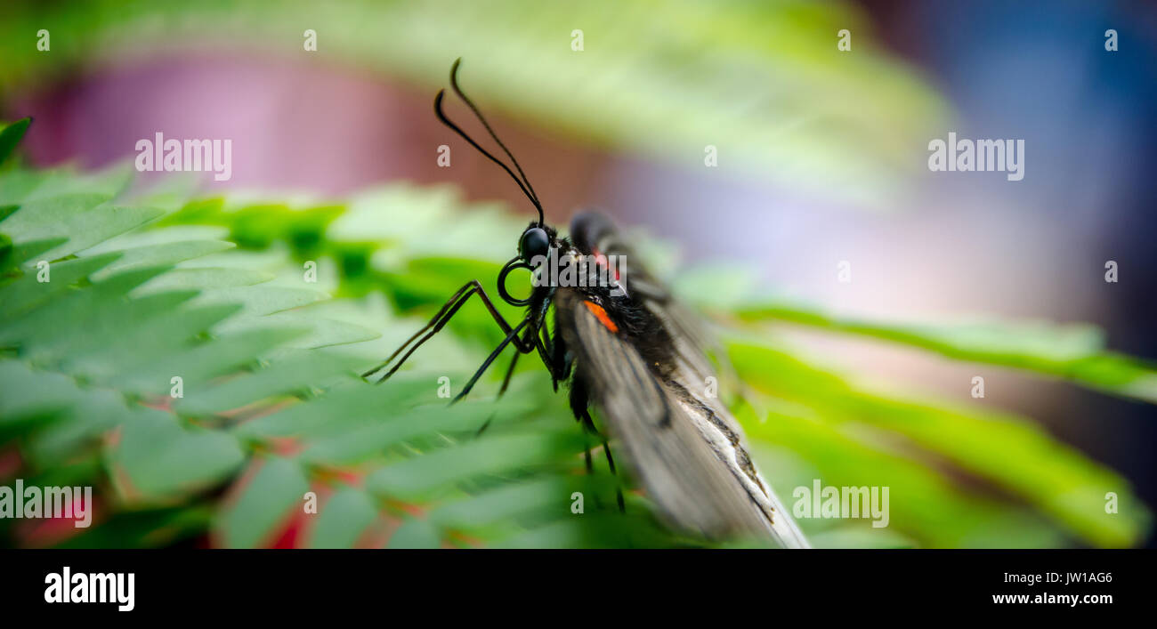Side view butterfly hi-res stock photography and images - Alamy