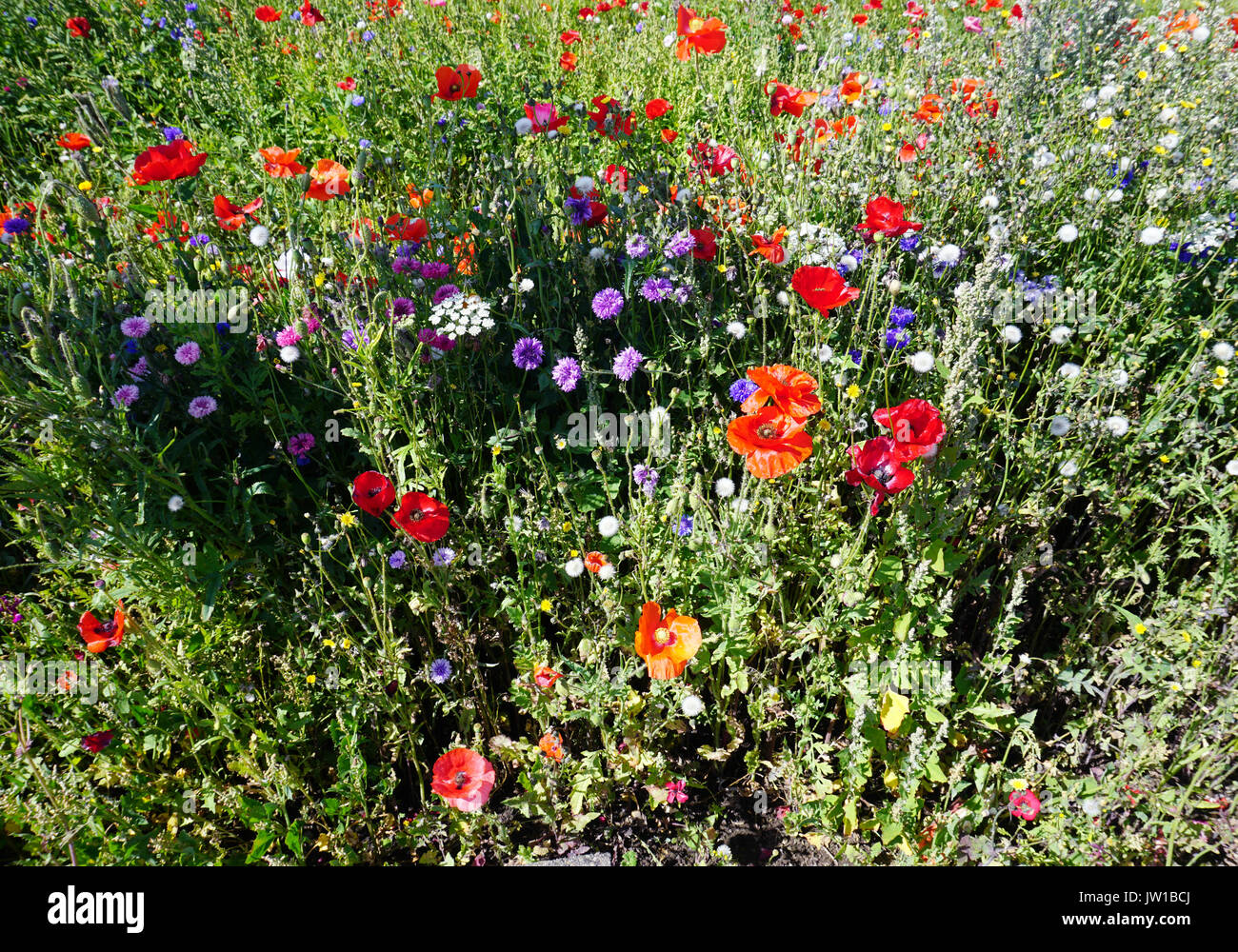 Colourful Display of Wild Flowers in Flower Meadows Planted in Verges ...
