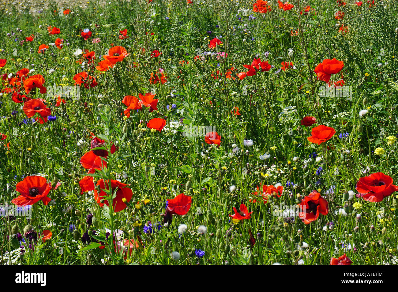 Flower display border hi-res stock photography and images - Alamy