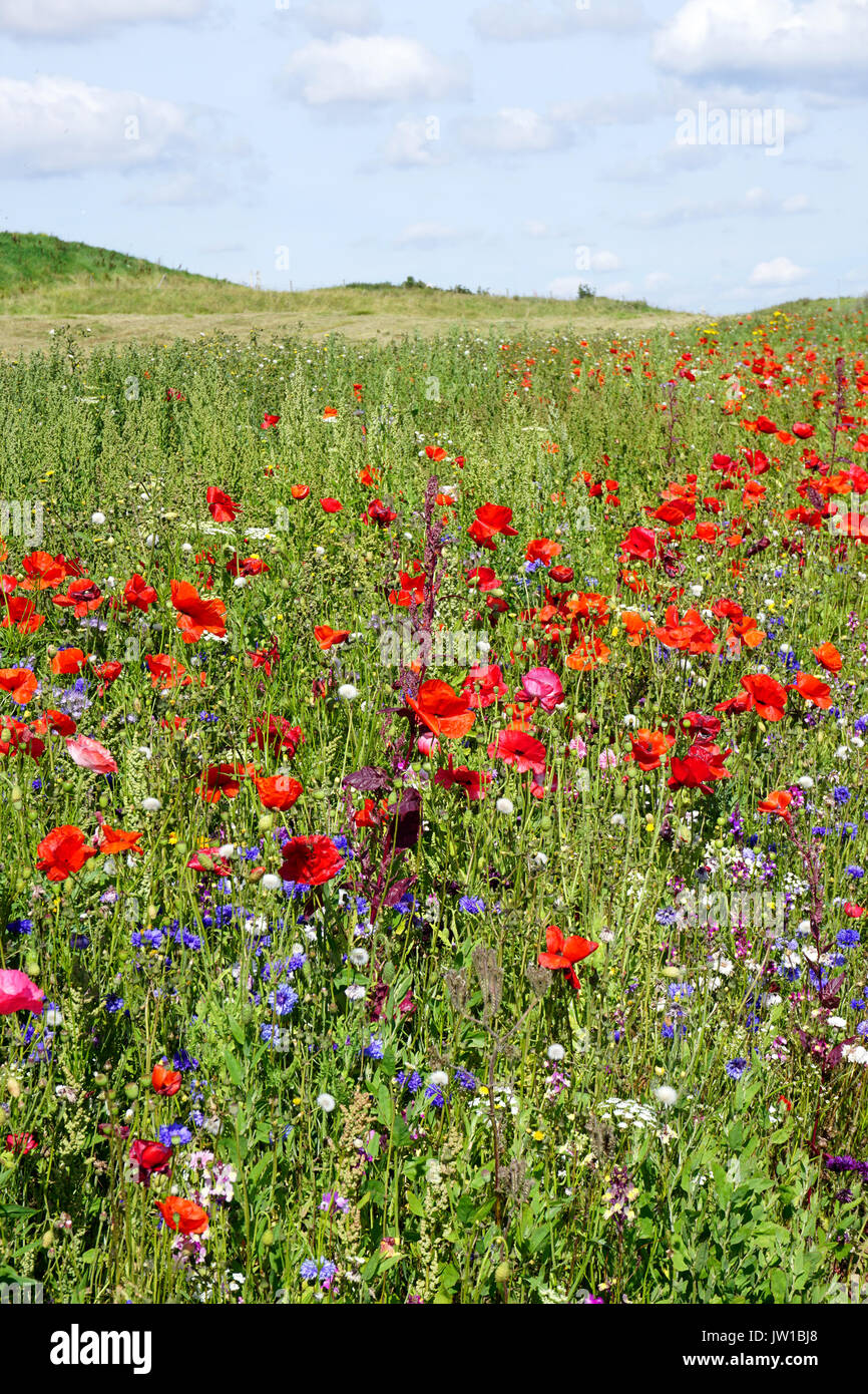 Colourful Display of Wild Flowers in Flower Meadows Planted in Verges ...