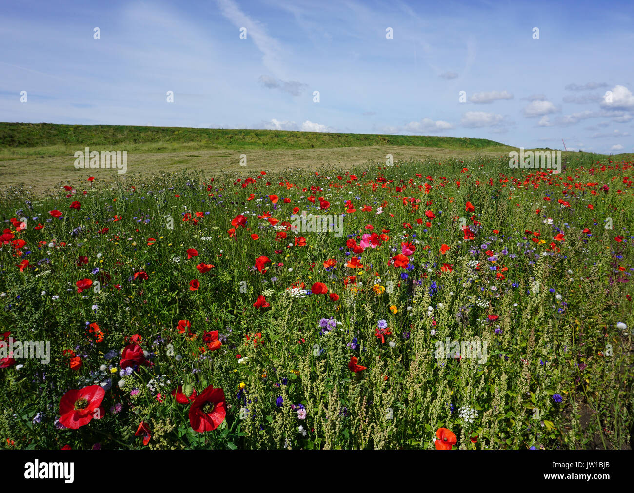 Colourful Display of Wild Flowers in Flower Meadows Planted in Verges ...