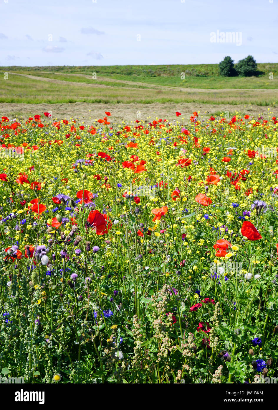Colourful Display of Wild Flowers in Flower Meadows Planted in Verges ...