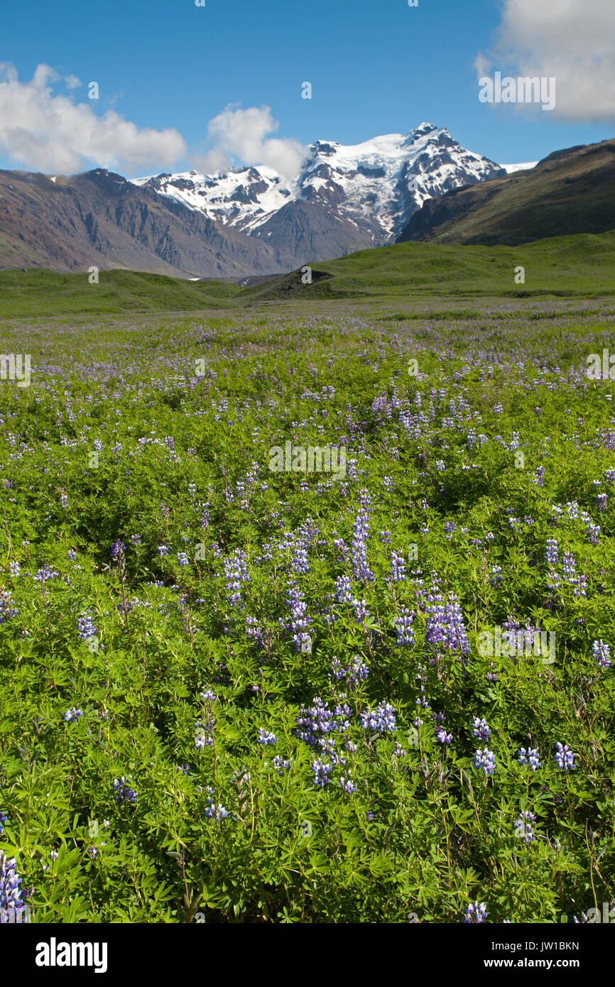 Fields of lupine hi-res stock photography and images - Alamy
