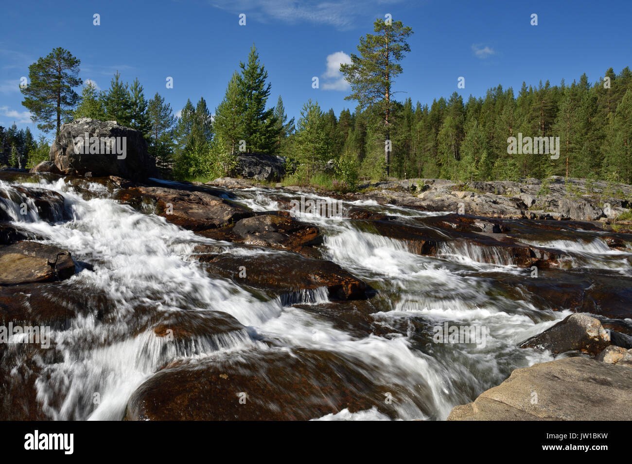 Stream with white water and pine trees in background, picture from the ...