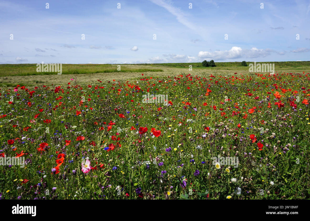 Colourful Display of Wild Flowers in Flower Meadows Planted in Verges ...