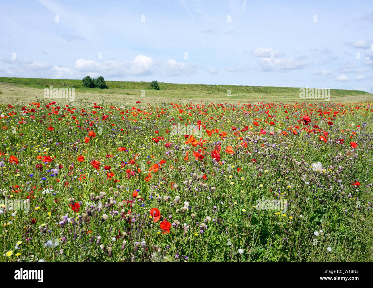 Colourful Display of Wild Flowers in Flower Meadows Planted in Verges ...