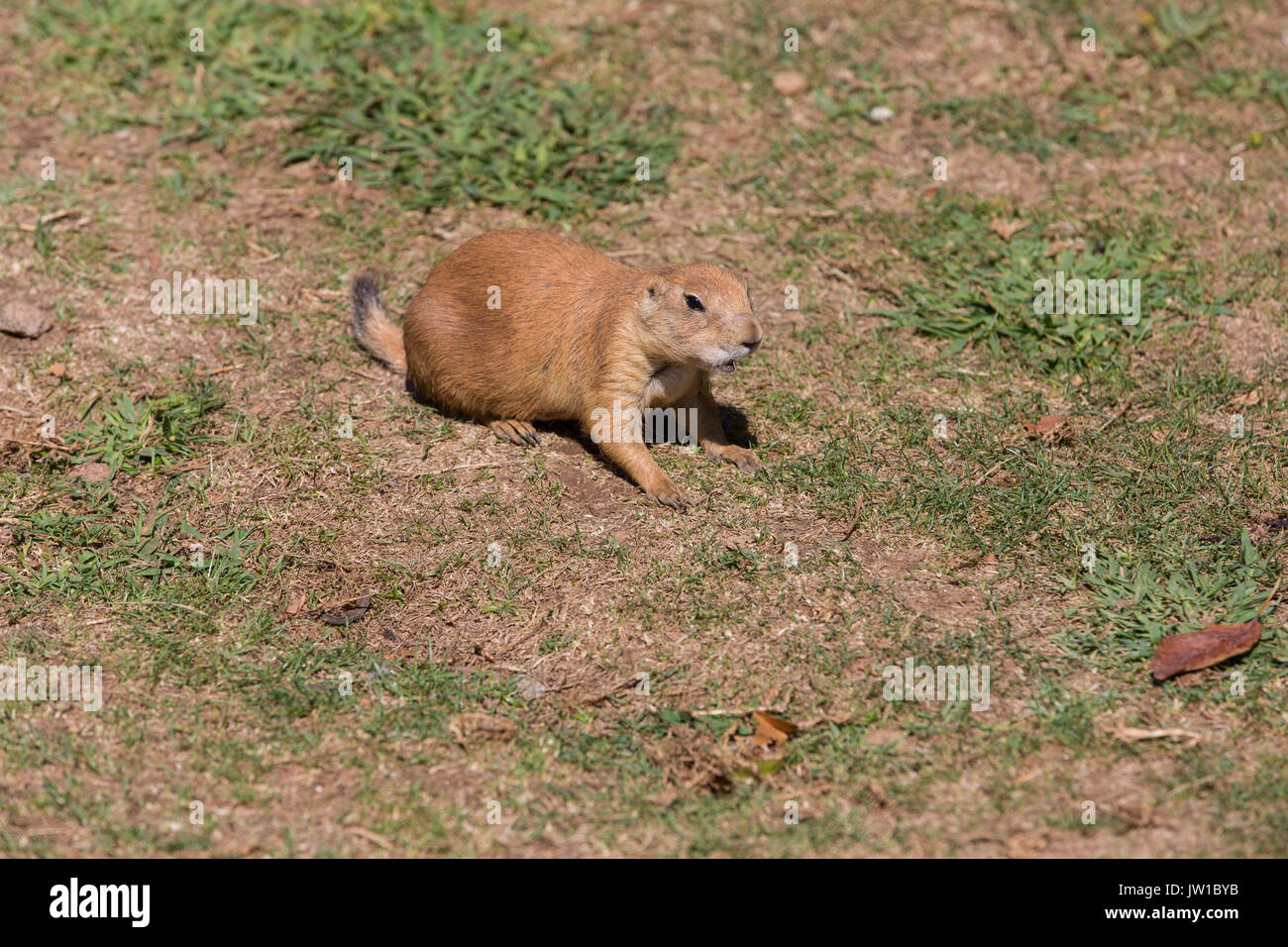 Fat prairie dog hi-res stock photography and images - Alamy