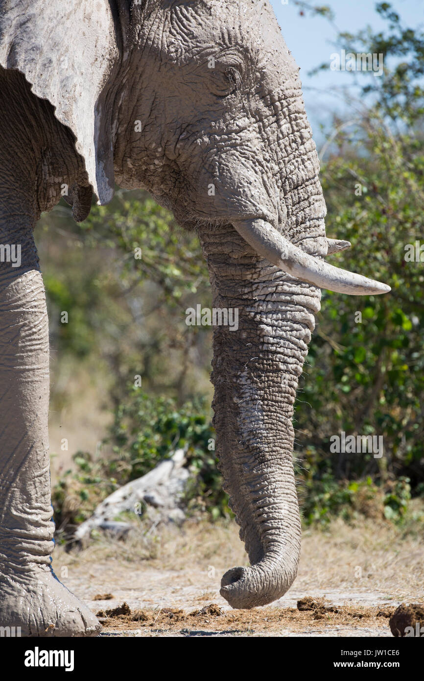 Adult male elephant hi-res stock photography and images - Alamy
