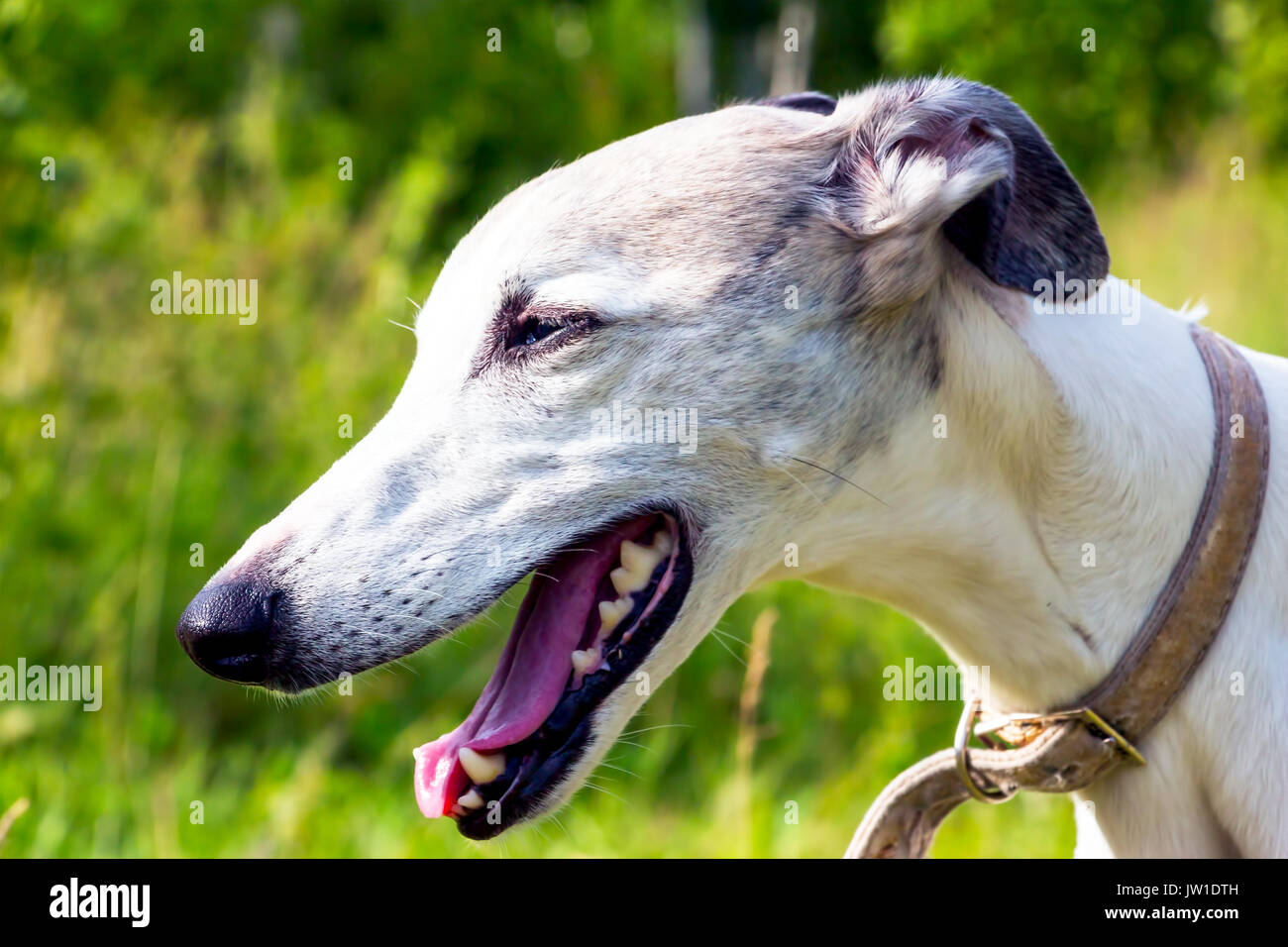 English greyhound hi-res stock photography and images - Alamy