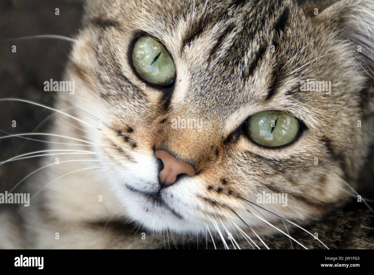 Portrait common tabby cat hi-res stock photography and images - Alamy
