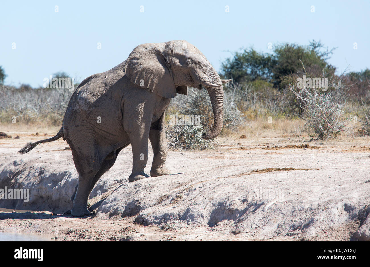 Hwange elephant hole hi-res stock photography and images - Alamy