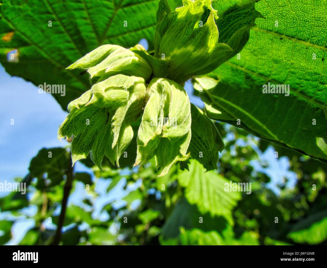 Cobnut tree hi-res stock photography and images - Alamy