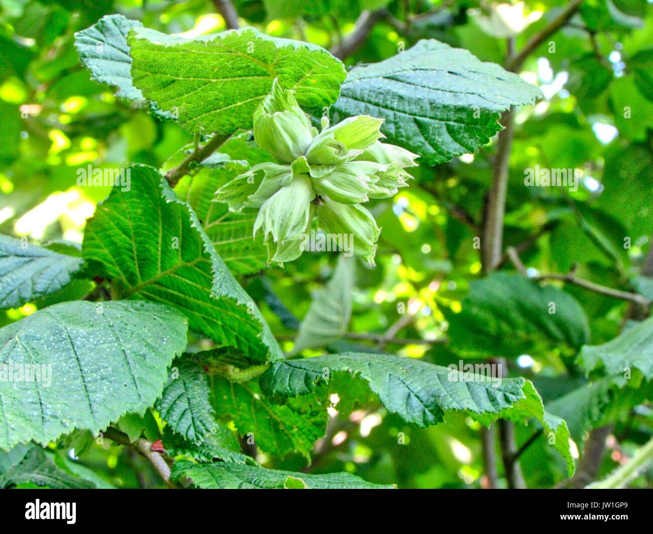 Cobnut tree hi-res stock photography and images - Alamy