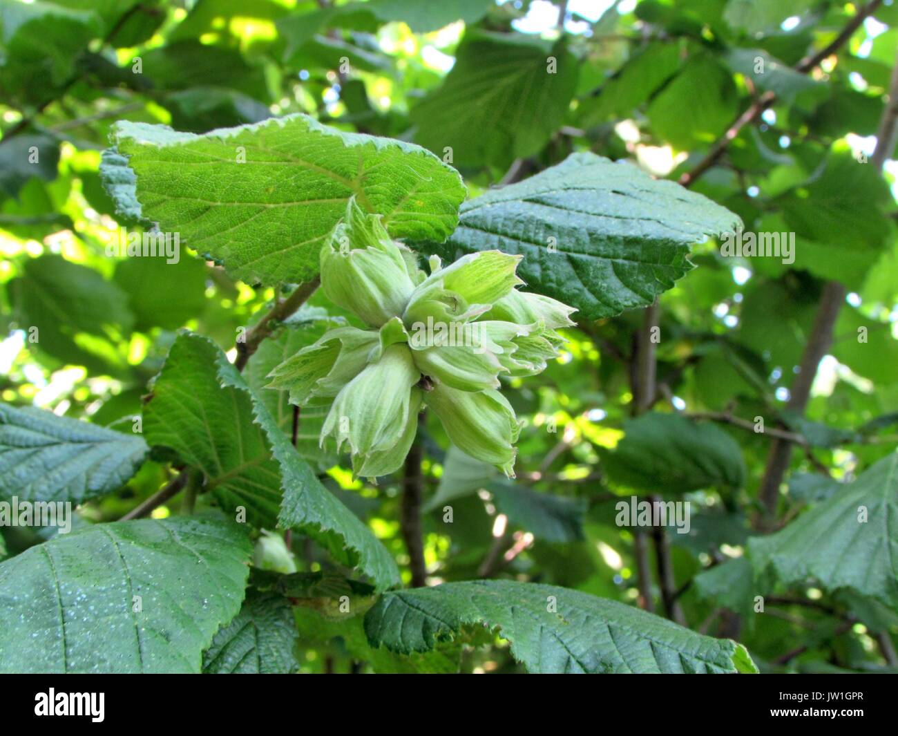 Cobnut tree hi-res stock photography and images - Alamy