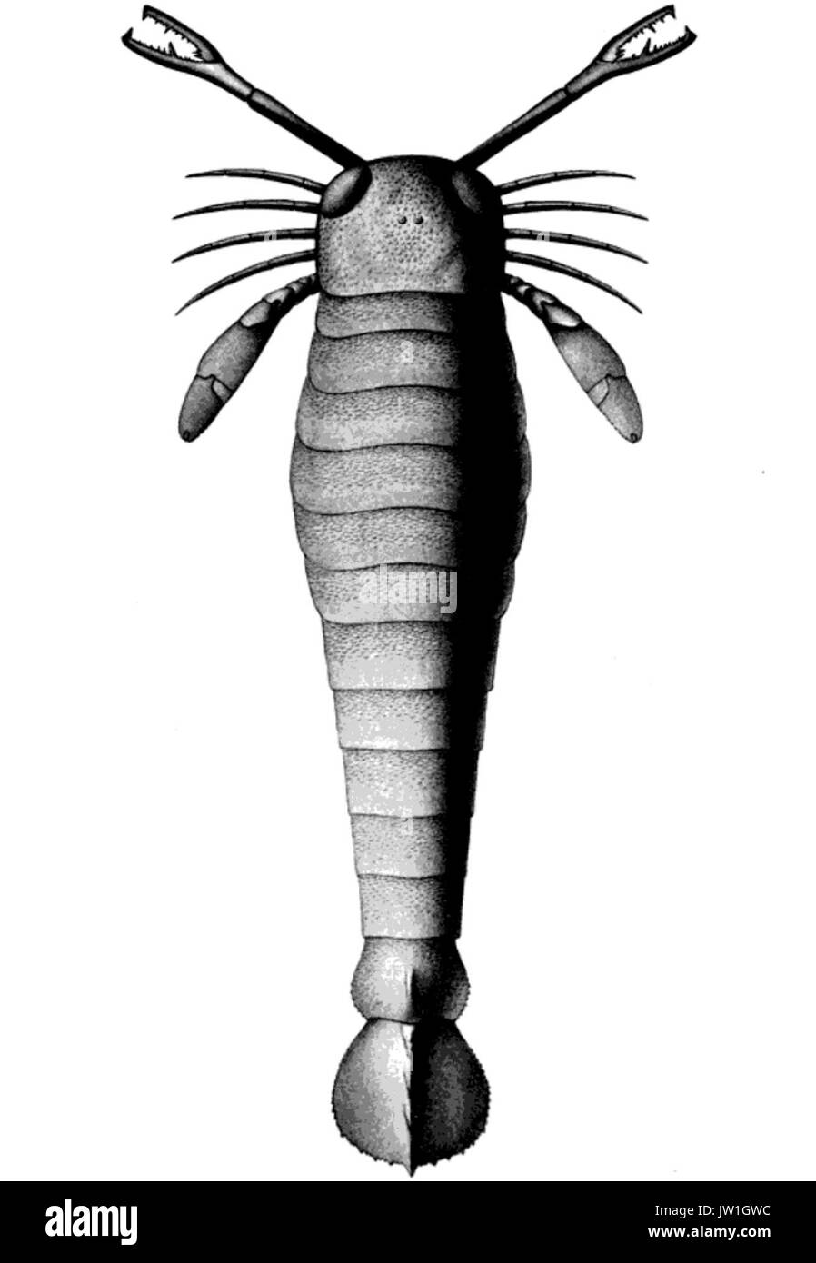 Eurypterid anatomy hi-res stock photography and images - Alamy
