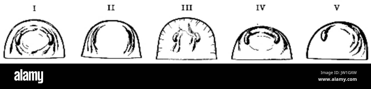 The Eurypterida of New York figure 37 Stock Photo - Alamy