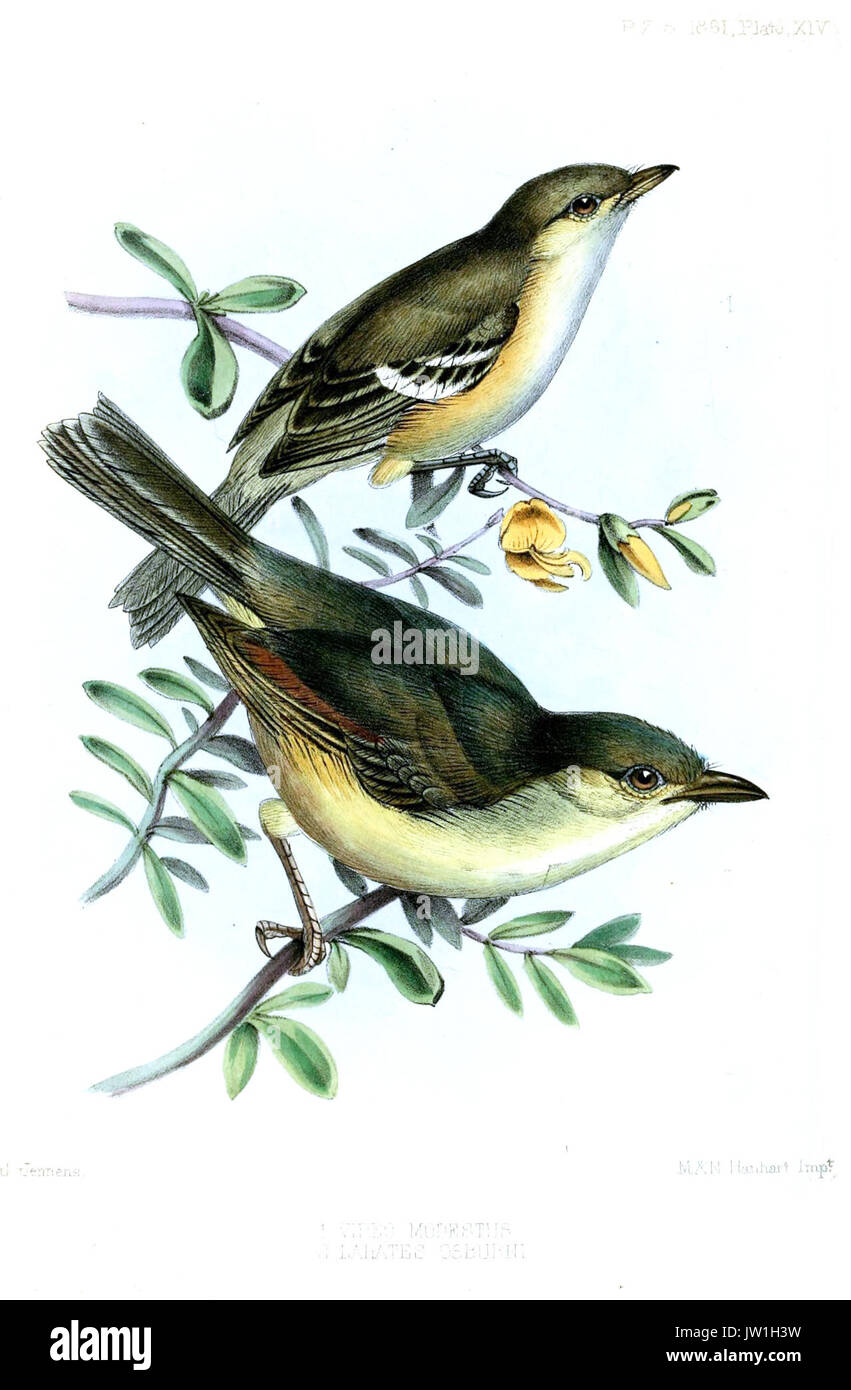 Songbird classification hi-res stock photography and images - Alamy