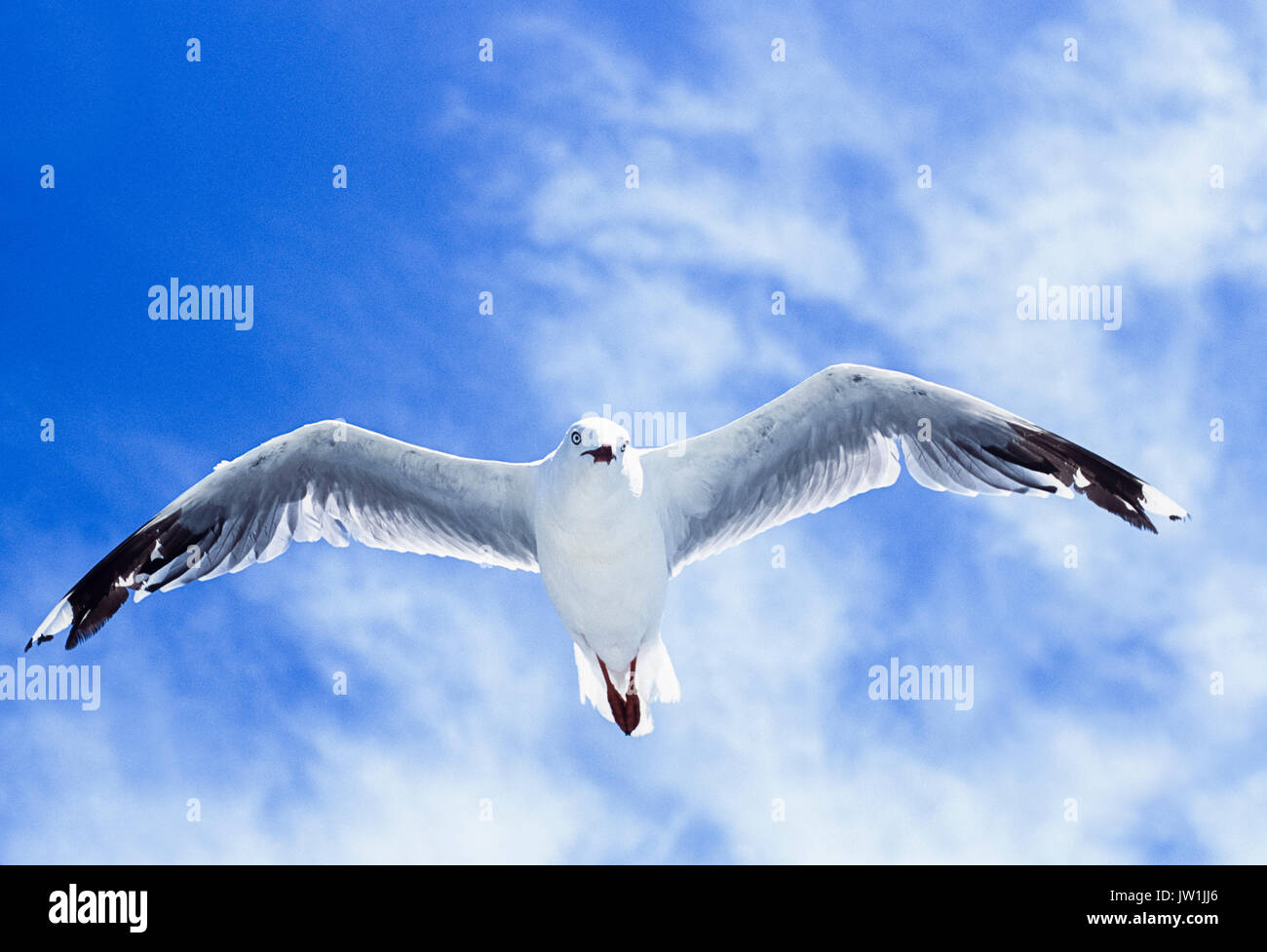 Silver Gull, (Chroicocephalus novaehollandiae), in flight, Byron Bay ...