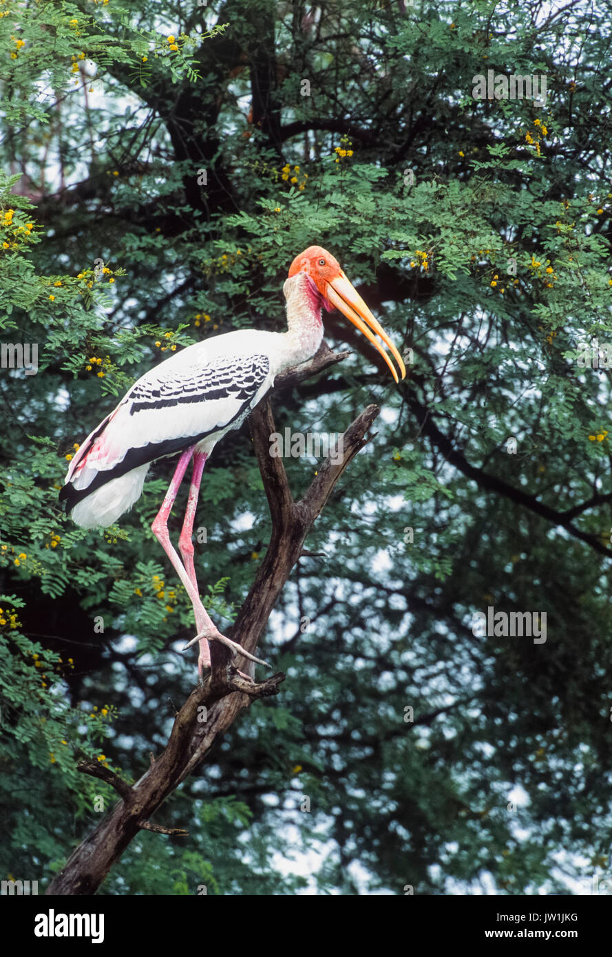 Indian stork bird hi-res stock photography and images - Alamy
