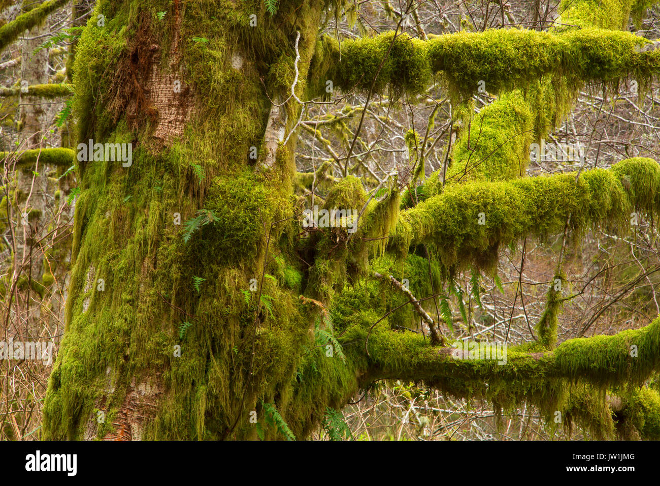 Red alder along Hebo Lake Trail, Siuslaw National Forest, Oregon Stock ...