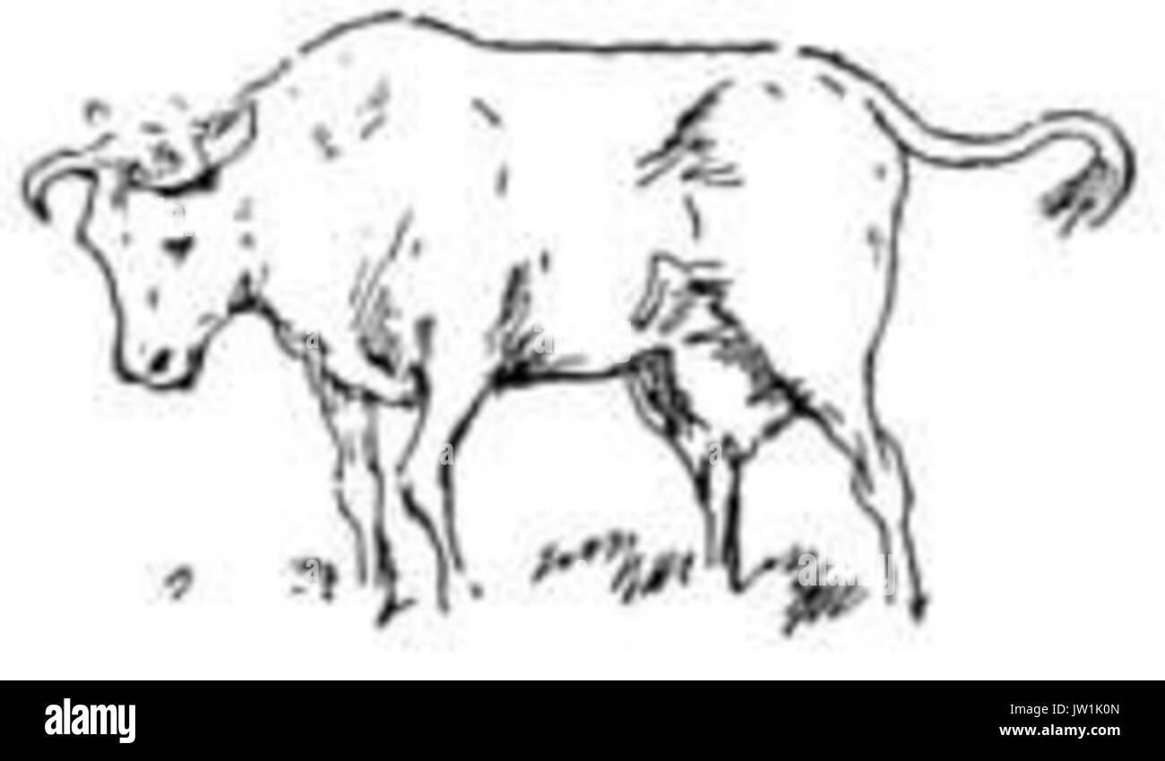 Cow sketch hi-res stock photography and images - Alamy
