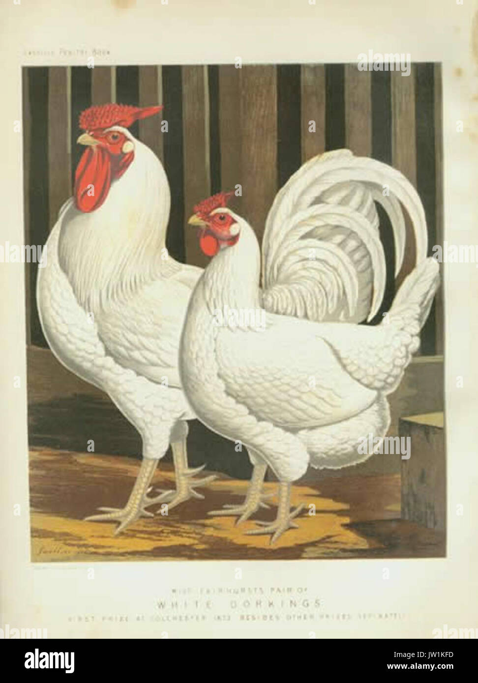 Dorking Chicken High Resolution Stock Photography and Images - Alamy