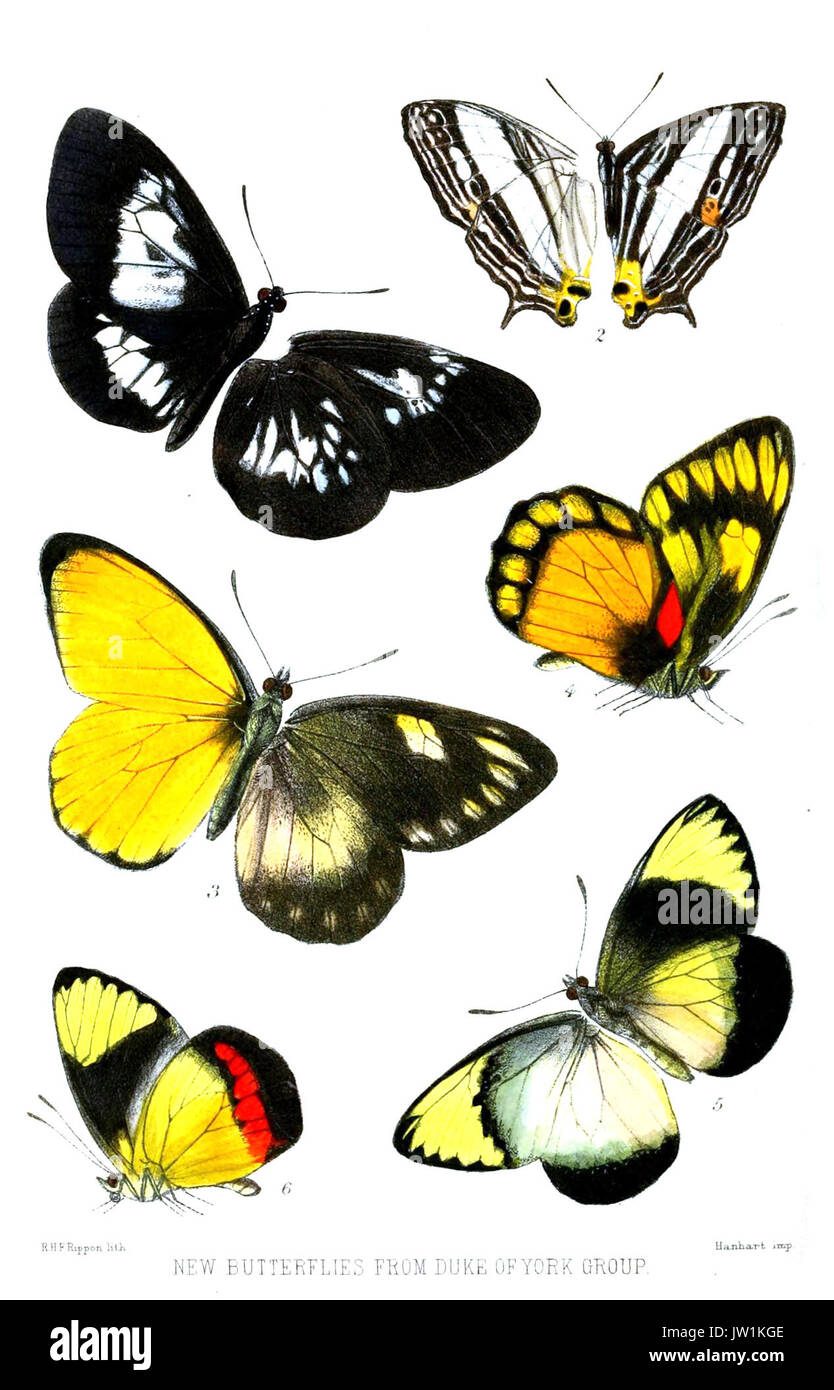 Illustrated duke Cut Out Stock Images & Pictures - Alamy