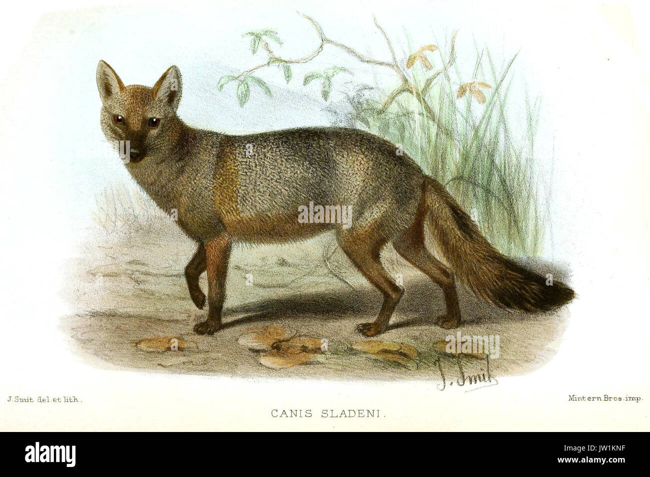 Sladeni hi-res stock photography and images - Alamy