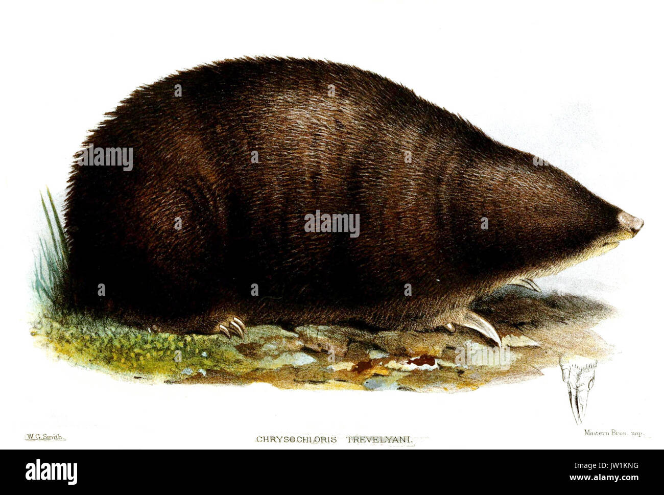 Unique adaptations of underground mammals hi-res stock photography and ...