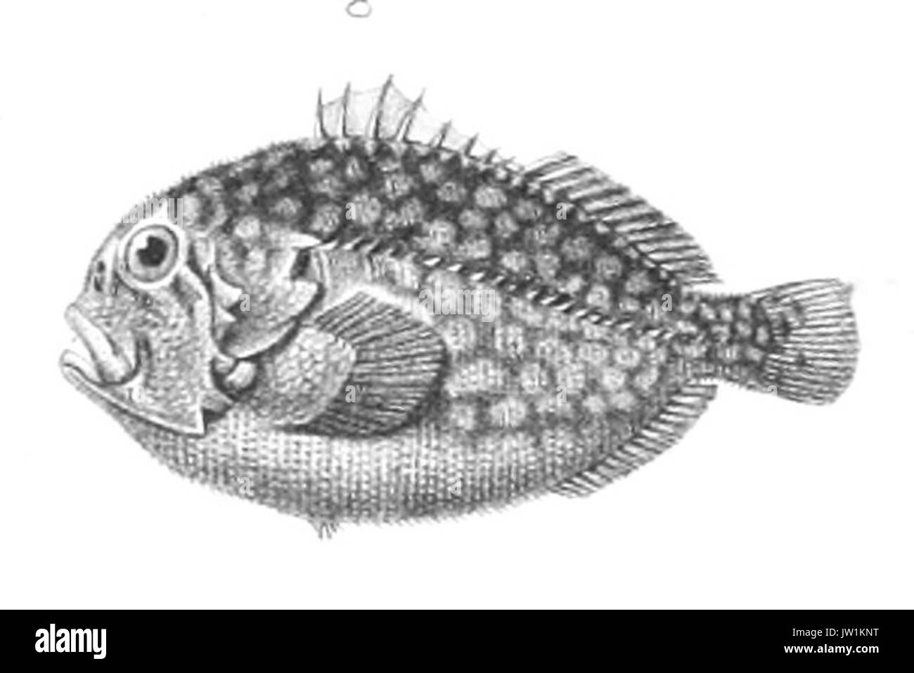 Caracanthus madagascariensis hi-res stock photography and images - Alamy