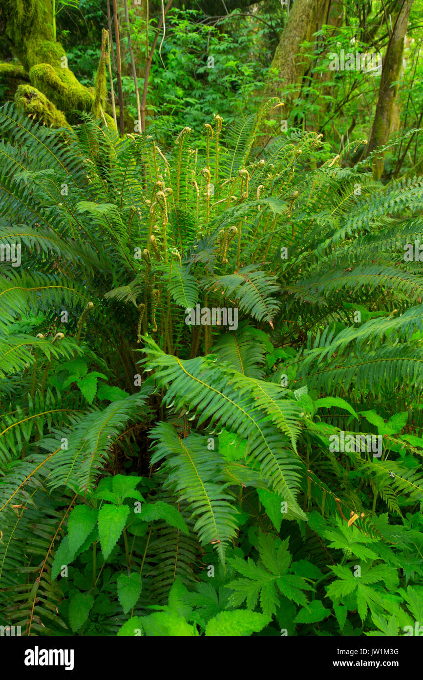 Western sword fern (Polystichum munitum) along Amanda's Trail, Cape ...