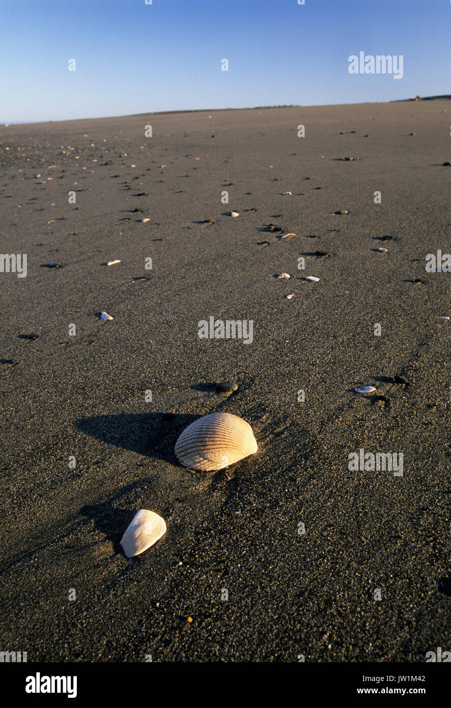 Beach, Damon Point State Park, Washington Stock Photo - Alamy