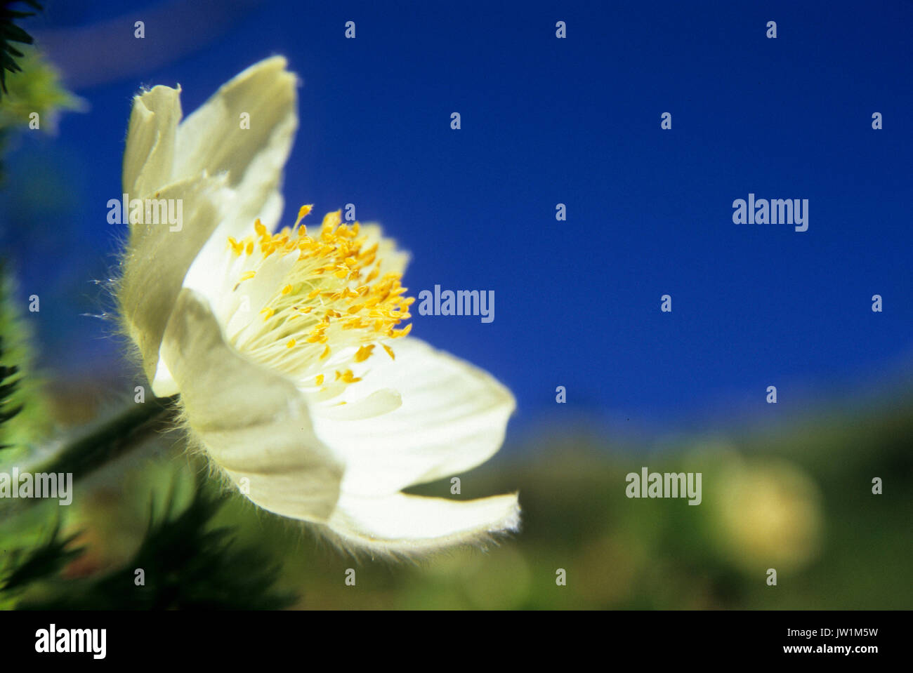 Western pasque flower anemone occidentalis hi-res stock photography and ...