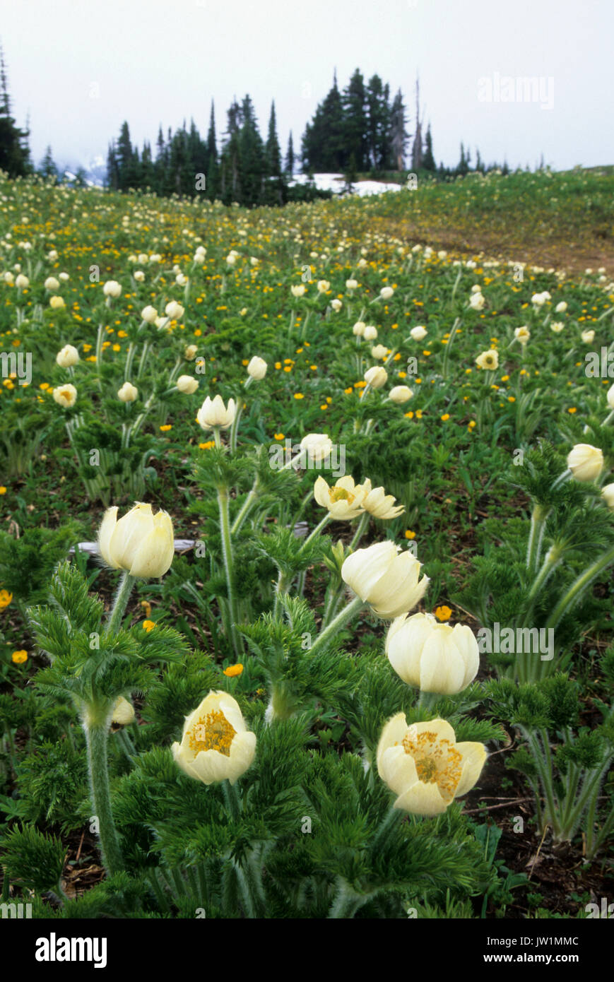 Western Anemone (Anemone occidentalis) at Paradise, Mt Rainier National ...