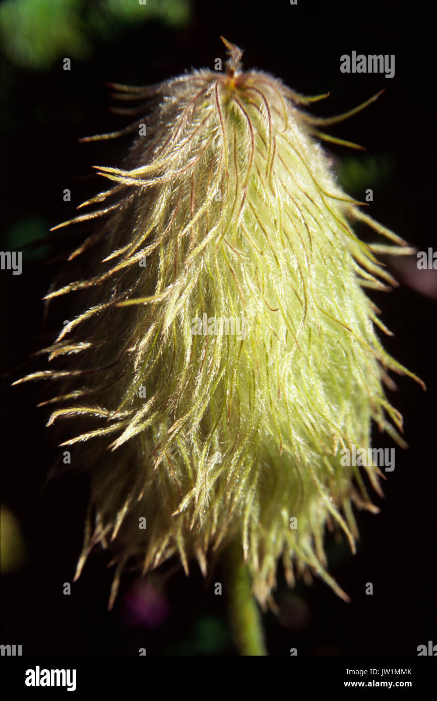 Anemone occidentalis hi-res stock photography and images - Alamy